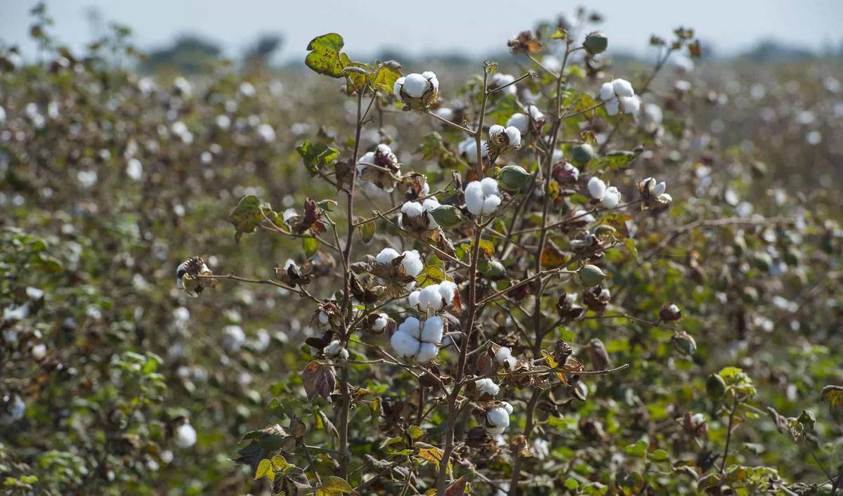 Primark announces five-fold increase in its sustainable cotton ...